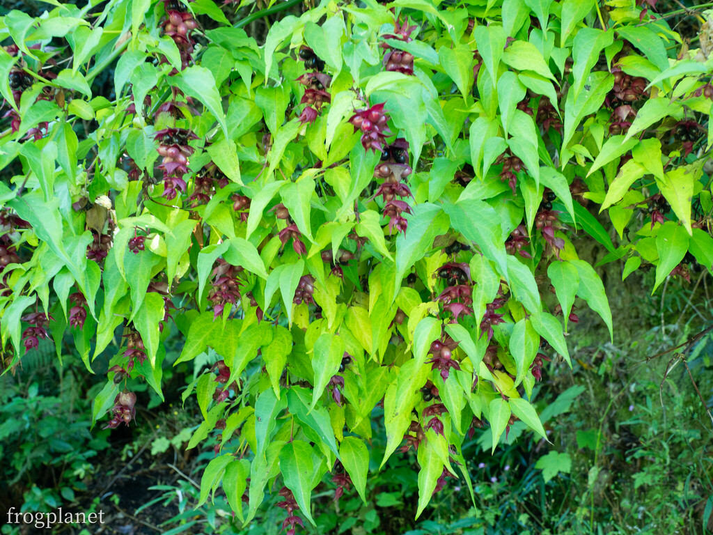 Himalayan honeysuckle from Halfway Bush, Dunedin, ニュージーランド on February ...