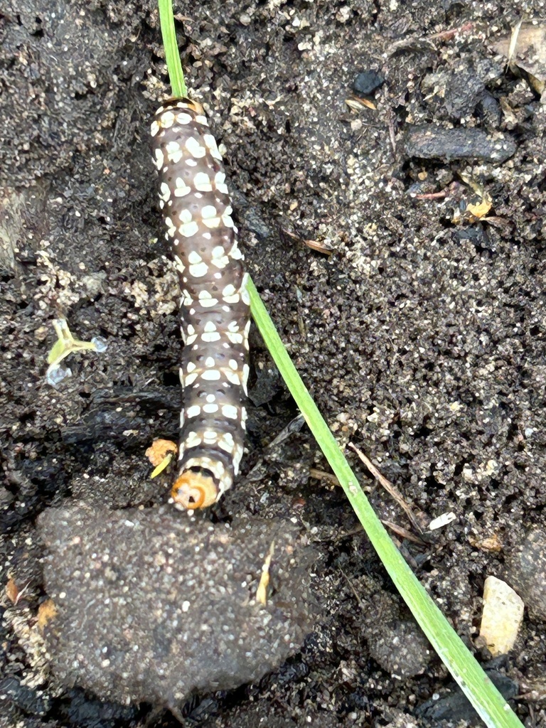 Lily Borer from West Street, Still Bay, WC, ZA on April 23, 2024 at 11: ...