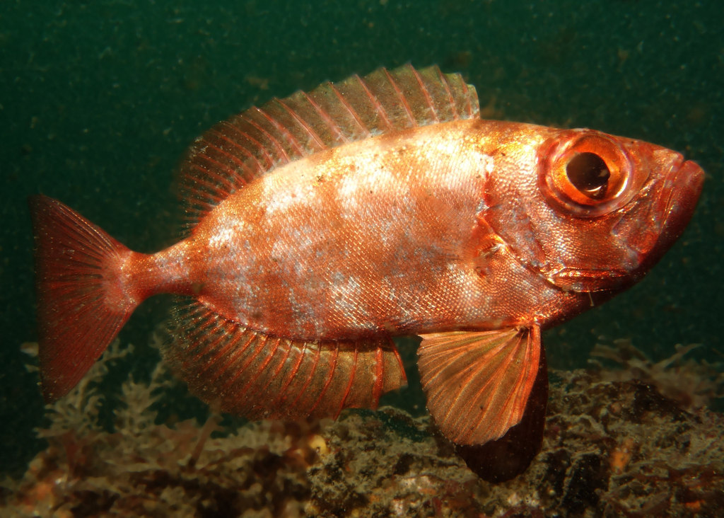 Spotted Bigeye (Priacanthus macracanthus) - Marine Life Identification