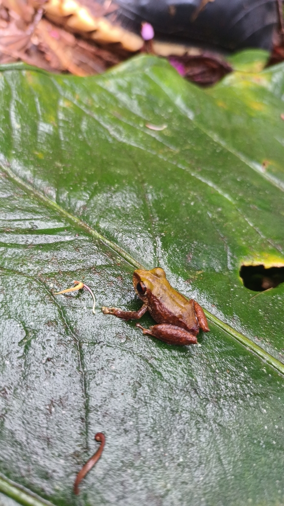Pygmy Rain Frog from Reserva ProAves Las Tangaras on April 23, 2024 at ...