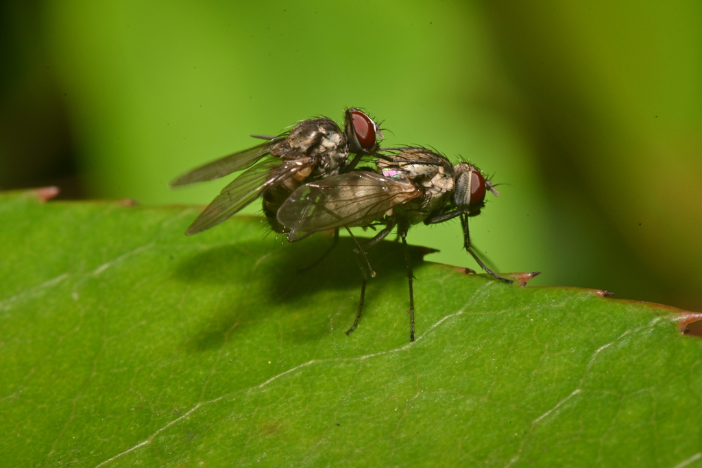 Limnophora from 福建农林大学 on April 23, 2024 at 05:25 PM by tref · iNaturalist