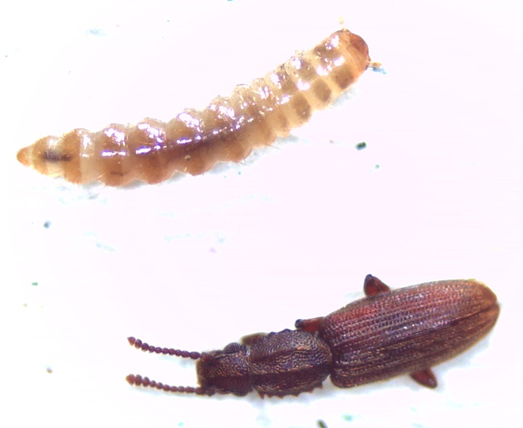 Sawtoothed Grain Beetle from Guam on May 17, 2016 at 02:16 AM by aubrey ...