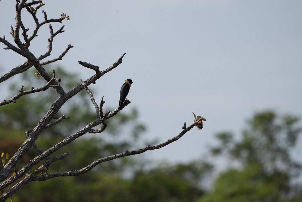 Bat Falcon from Cuiabá - State of Mato Grosso, Brazil on September 3 ...