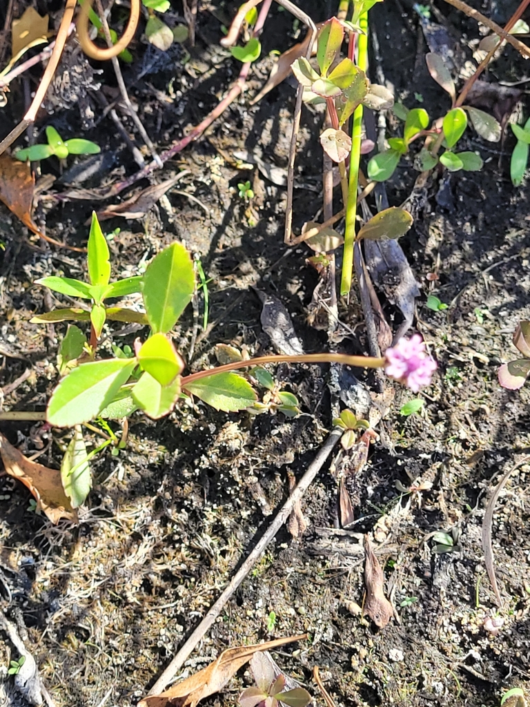 turkey tangle frogfruit from Sebring, FL 33876, USA on April 23, 2024 ...