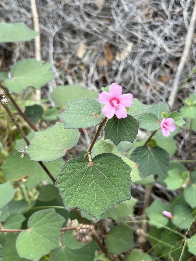 Caesar weed from Wickham Park, Melbourne, FL, US on April 23, 2024 at ...