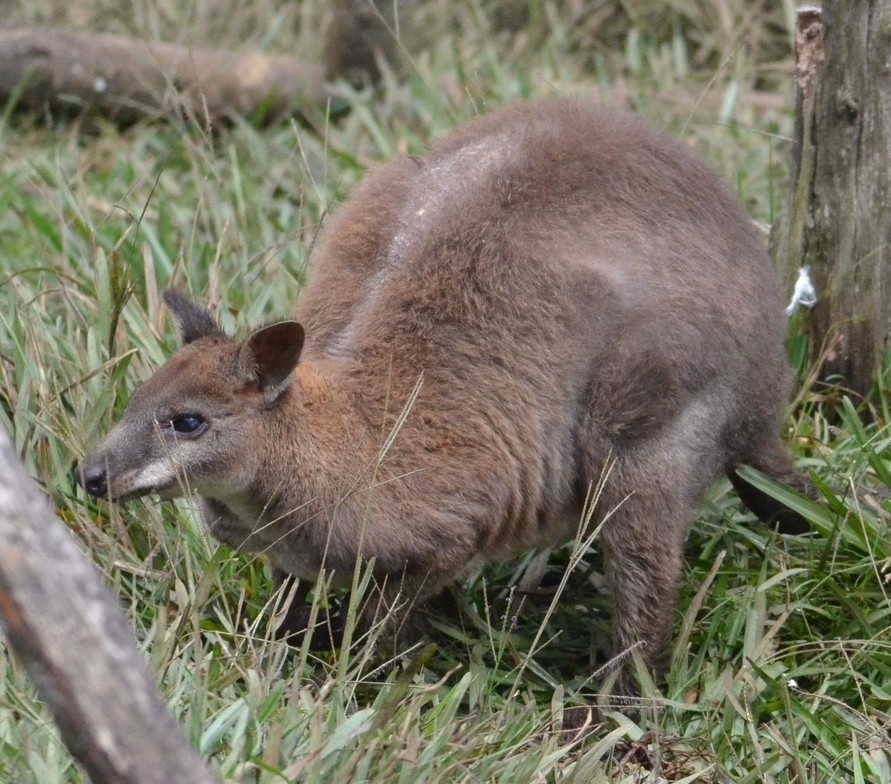 Calaby's Pademelon (Thylogale calabyi) - Know Your Mammals