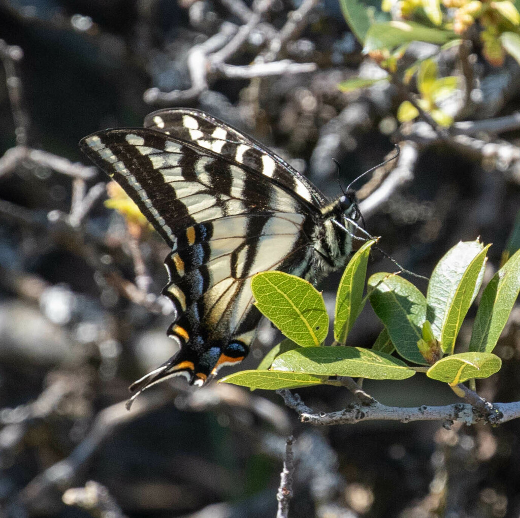 Pale Swallowtail from Mary Bower Trail, Mount Diablo State Park, Contra ...