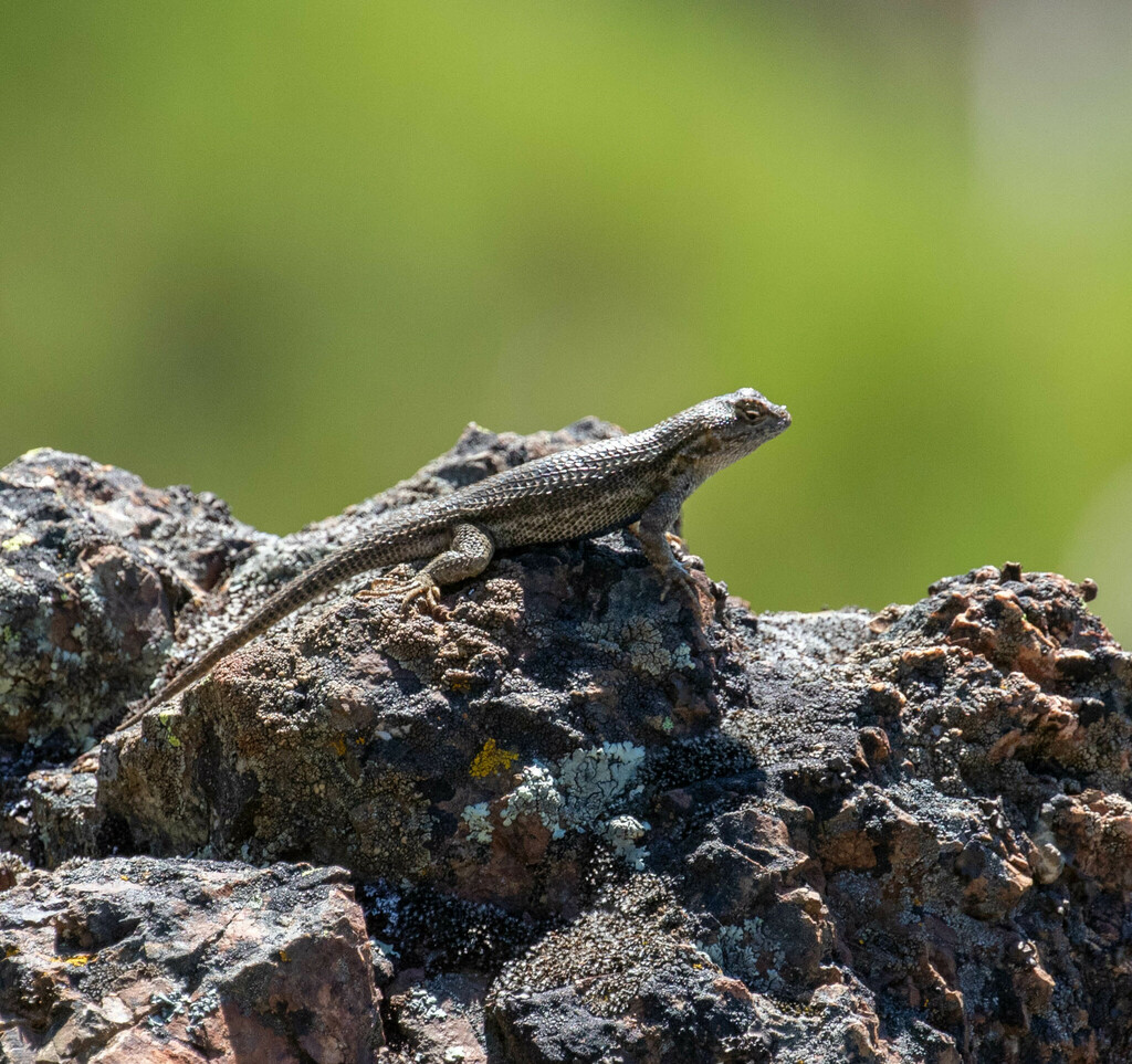 Coast Range Fence Lizard from Mary Bower Trail, Mount Diablo State Park ...