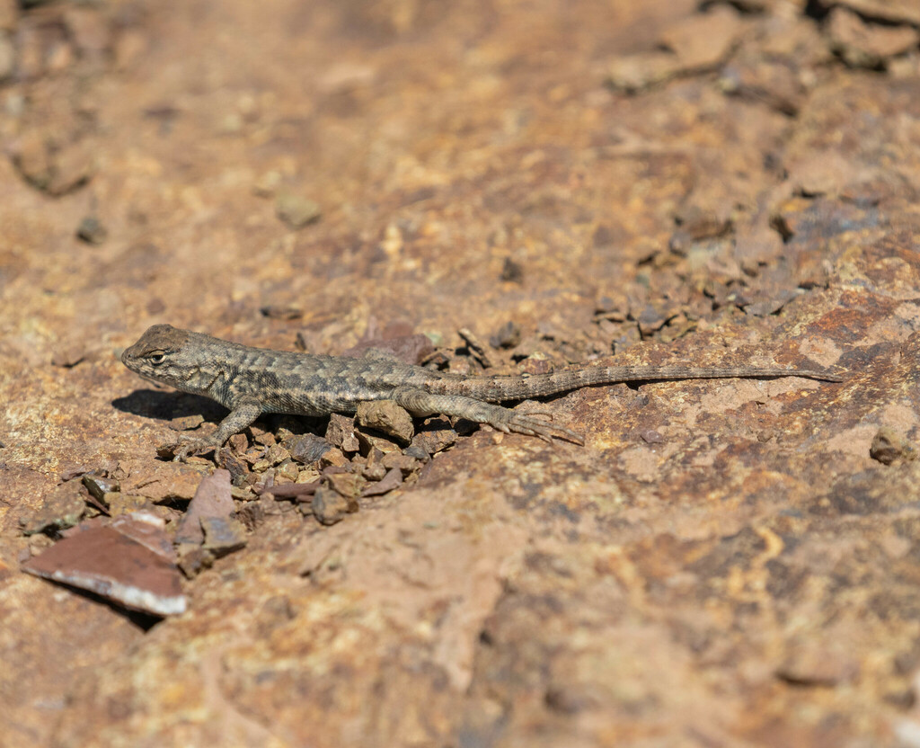 Coast Range Fence Lizard from Mary Bower Trail, Mount Diablo State Park ...