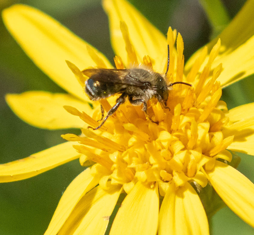 Osmiini from Mary Bower Trail, Mount Diablo State Park, Contra Costa ...