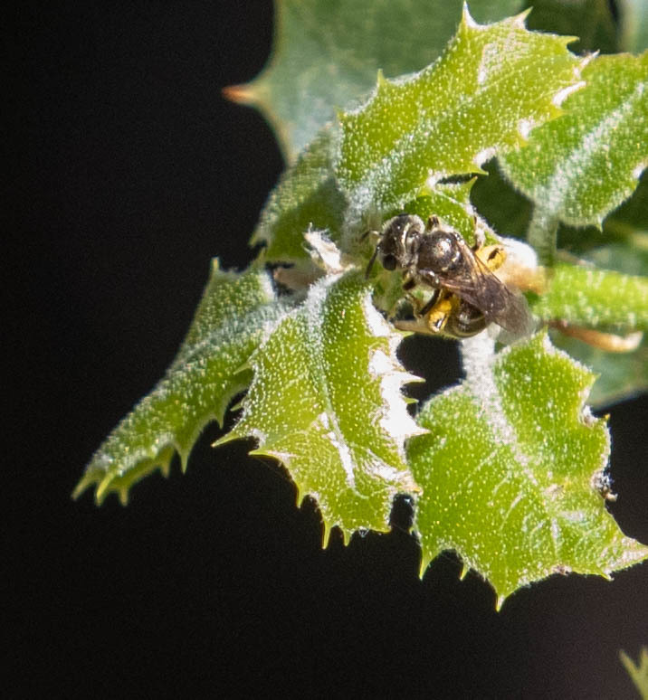 Seladonia from Mary Bower Trail, Mount Diablo State Park, Contra Costa ...