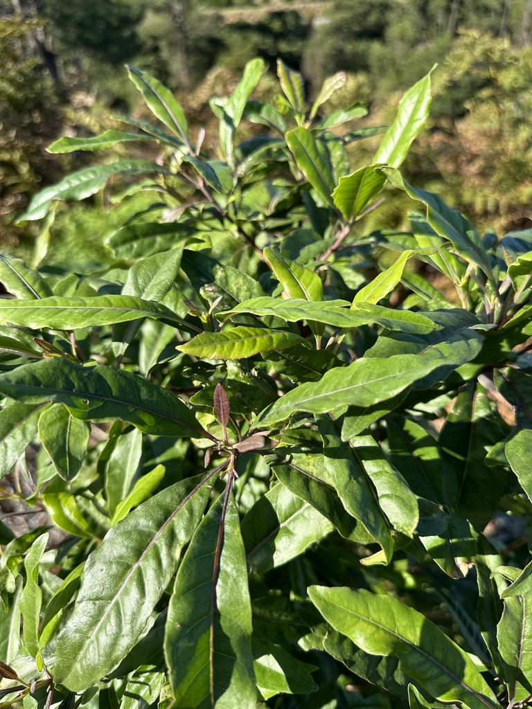 Forest Elder from Creation on April 17, 2024 at 09:46 AM by Derek ...