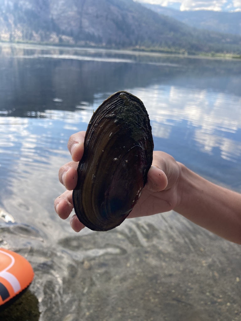 Western Floater from Vaseux Lake, Okanagan-Similkameen, BC, CA on ...