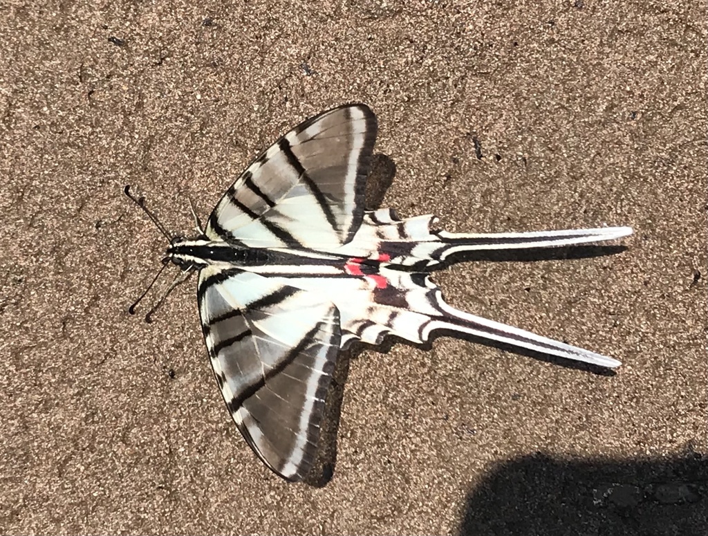 Protographium from Pueblo Nuevo, Dgo., MX on July 14, 2023 at 11:35 AM ...