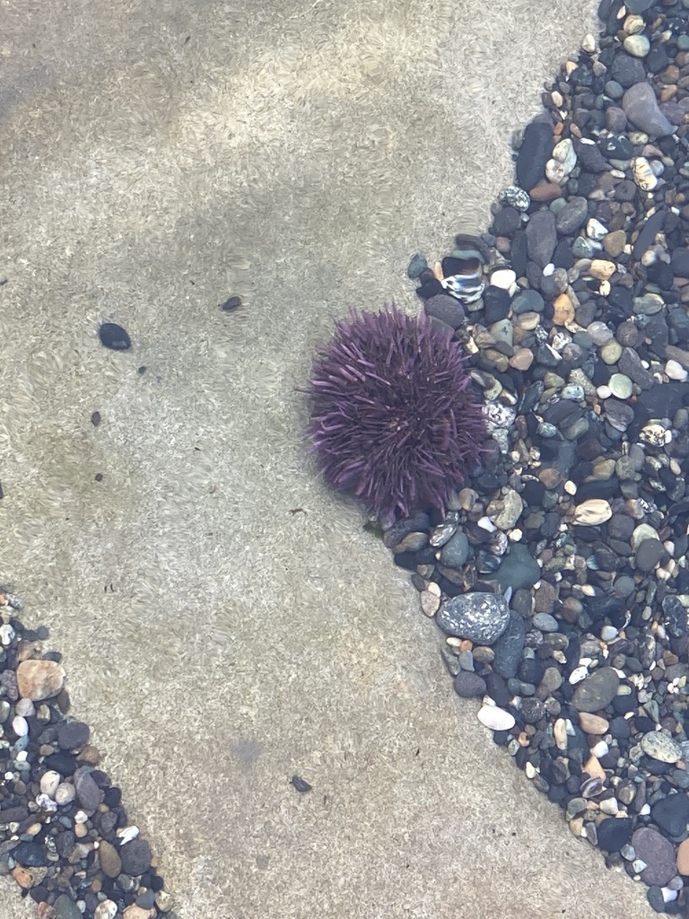 Pacific Purple Sea Urchin from Juan de Fuca Strait, Capital, BC, CA on ...