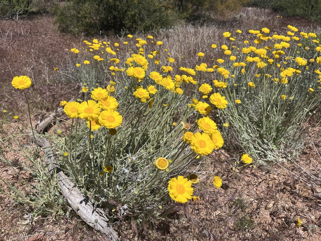 Desert Marigolds from Tonto National Forest, Roosevelt, AZ, US on April ...