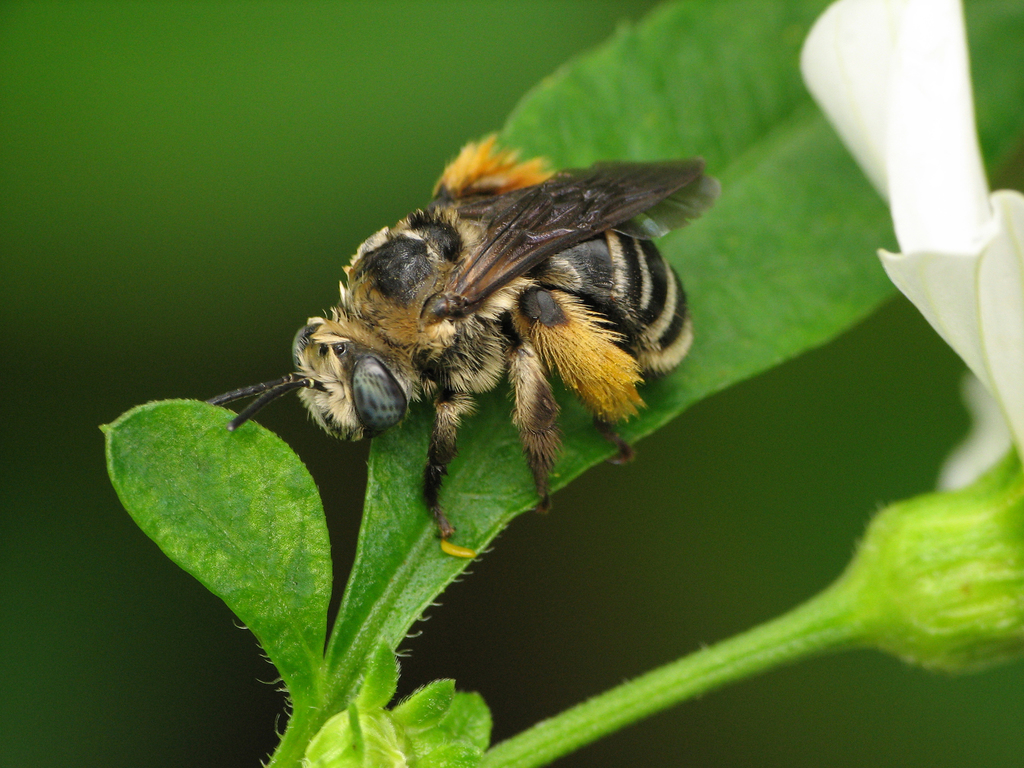 Melissodes communis (Gulf Islands National Seashore Bees) · iNaturalist