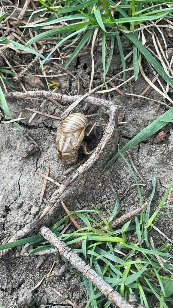 Northern Dog-day Cicada from Mankato, MN, USA on April 22, 2024 at 02: ...