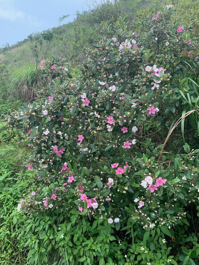 Rose Myrtle (Rhodomyrtus tomentosa) - Botanical Realm
