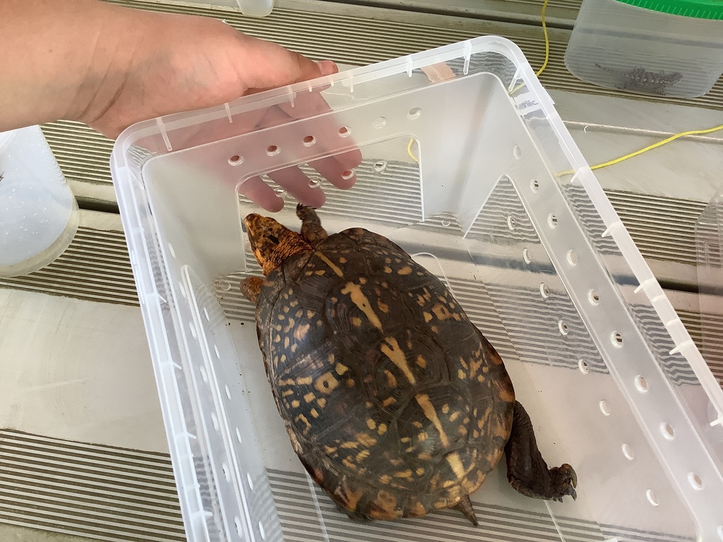 Common Box Turtle in April 2024 by Emerald Coast Science Center ...