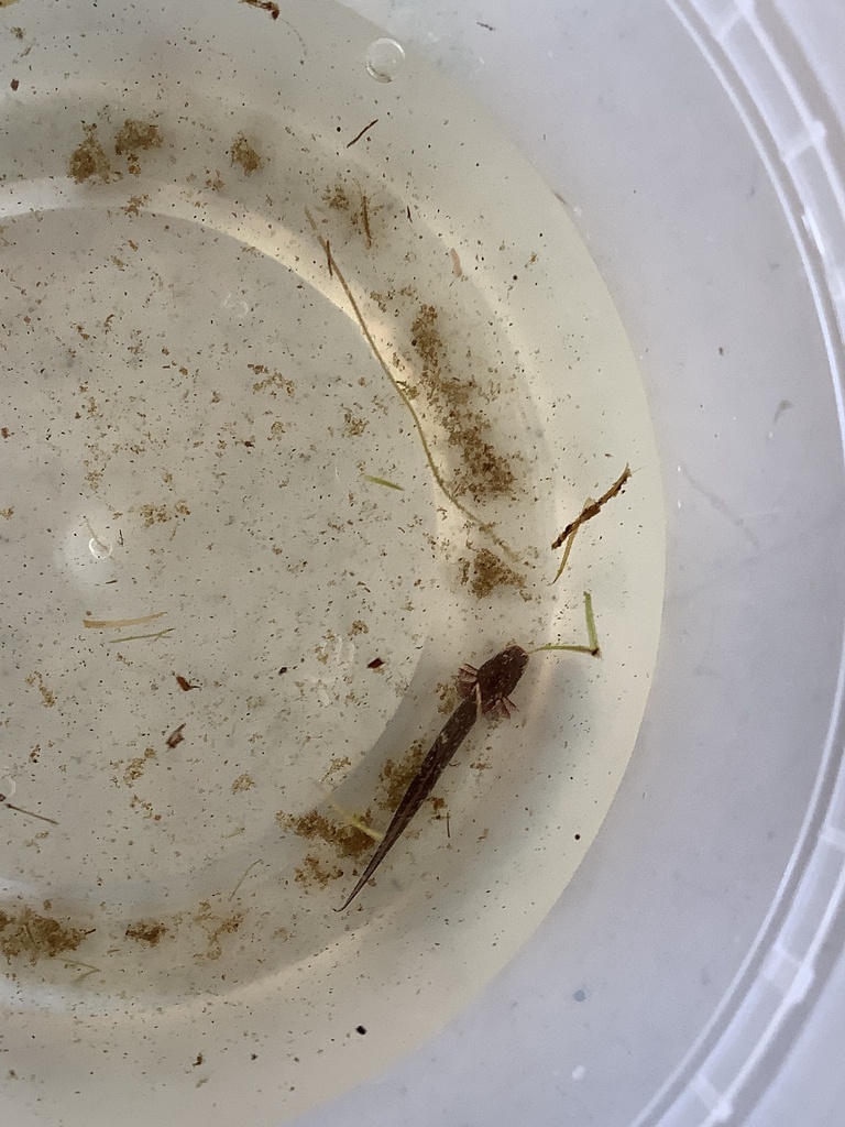 Salamanders from shoal river middle school on April 17, 2024 at 01:21 ...