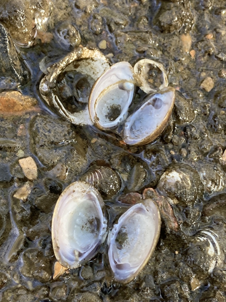 Asian Clam from Bridgeville, PA, US on April 23, 2024 at 09:26 AM by ...