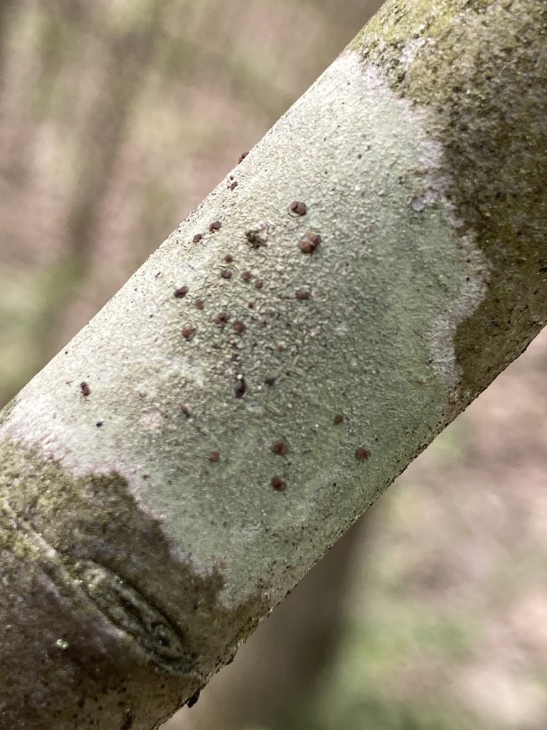 Porpidia from Mayview Rd, Pittsburgh, PA, US on April 23, 2024 at 10:08 ...