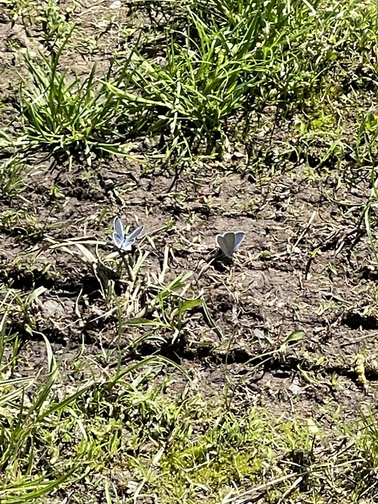 Eastern Tailed-Blue from Cub Run Stream Valley Park, Centreville, VA ...