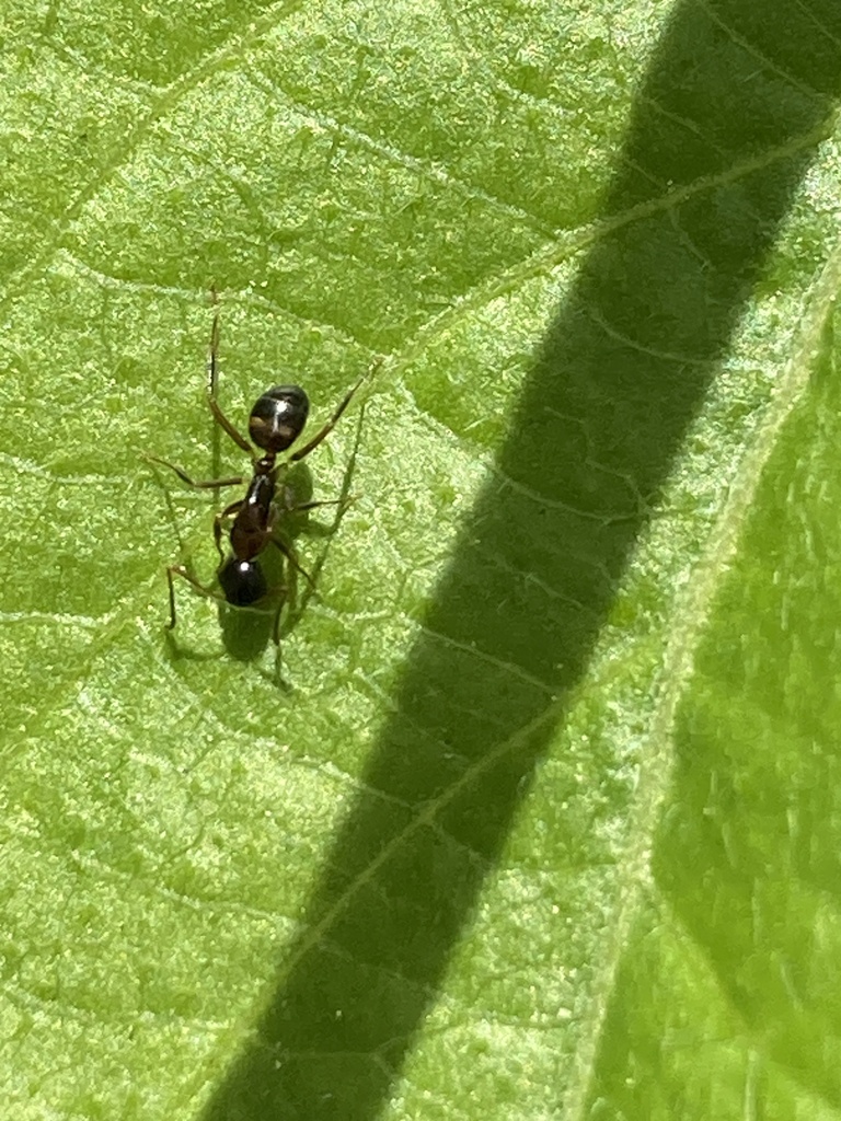 Bearded Carpenter ant from Mayview Rd, Upper St. Clair, PA, US on April ...