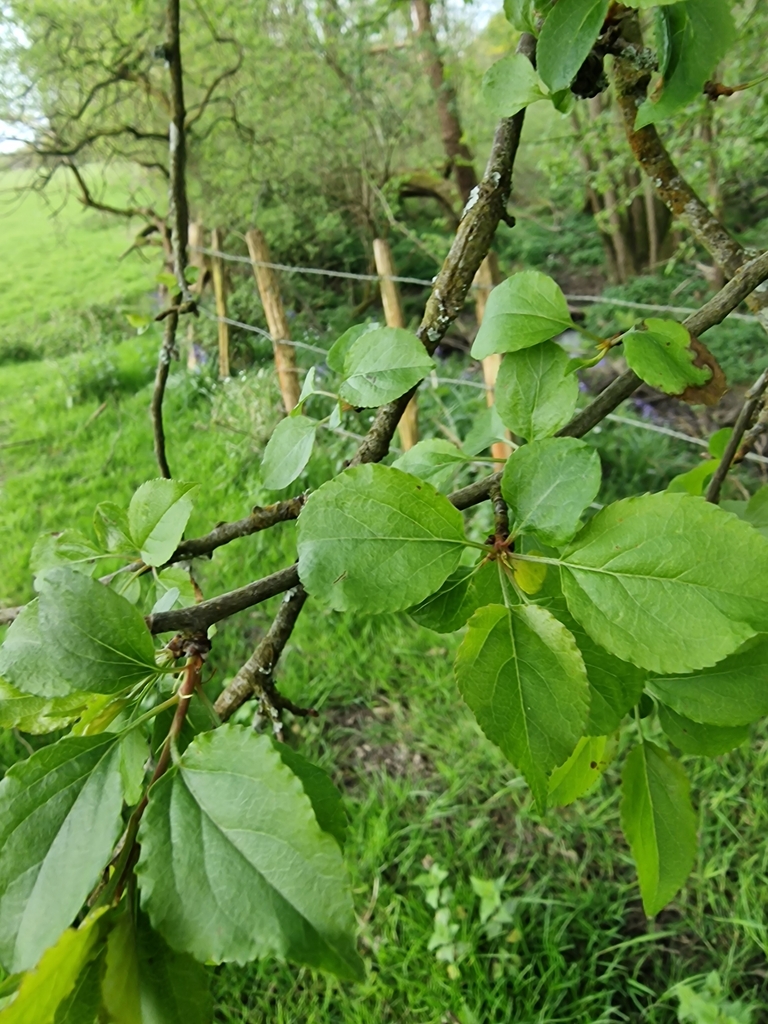 European Wild Apple in April 2024 by Sim Elliott · iNaturalist