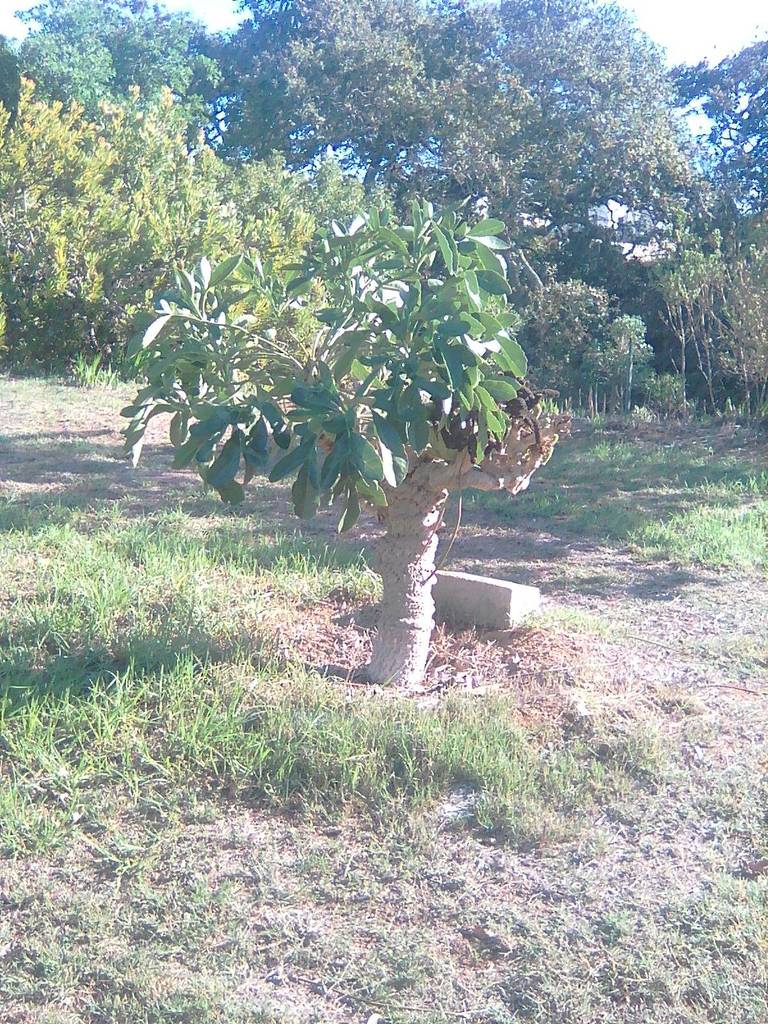 South African cabbage trees from City of Cape Town, ZA-WC, ZA on April ...