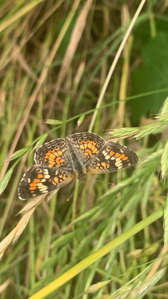 Phaon Crescent from S Blue Bell Rd, Brenham, TX, US on April 23, 2024 ...