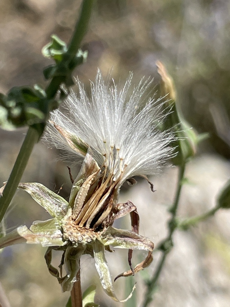California chicory from Catalina Foothills, AZ, USA on April 23, 2024 ...