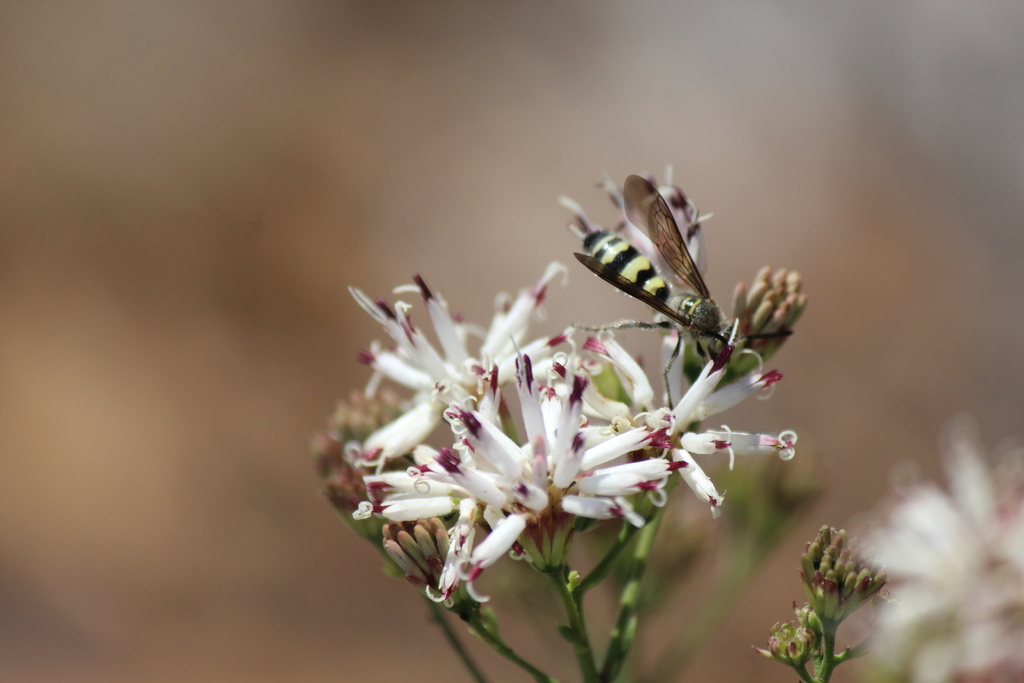 Caribbean scoliid wasp from Lantana Scrub Natural Area, 1259 Southwinds ...