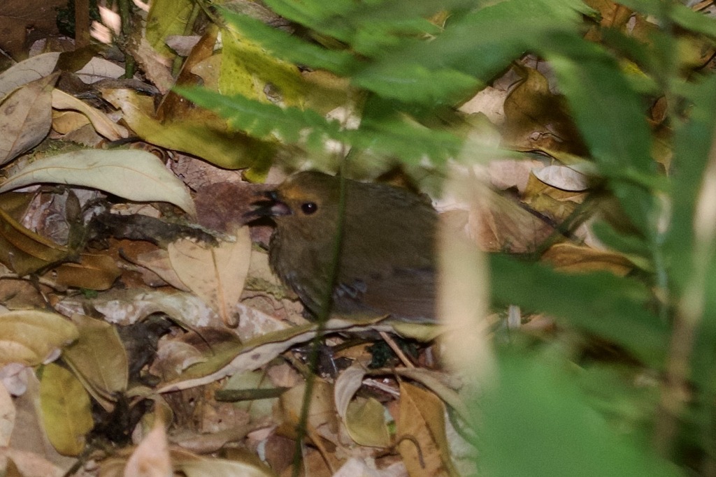 Himalayan Shortwing from Chang Khoeng, Mae Chaem District, Chiang Mai ...
