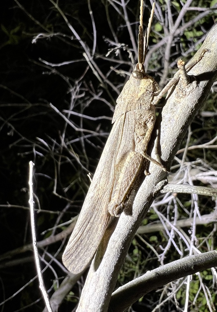Rain Locusts from South East, BW on April 23, 2024 at 07:56 PM by ...