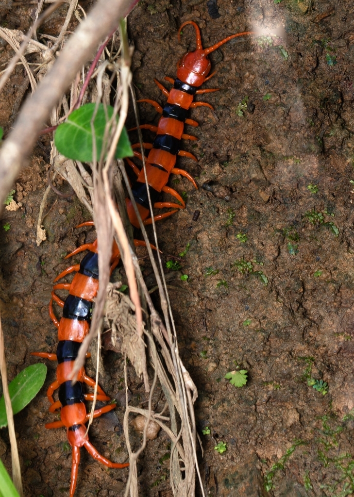 Indian Tiger Centipede from Audala, Karnataka 581336, India on ...