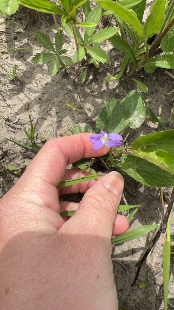 Arrowleaf Violet from Bolivar on April 23, 2024 at 01:09 PM by hlbalch ...