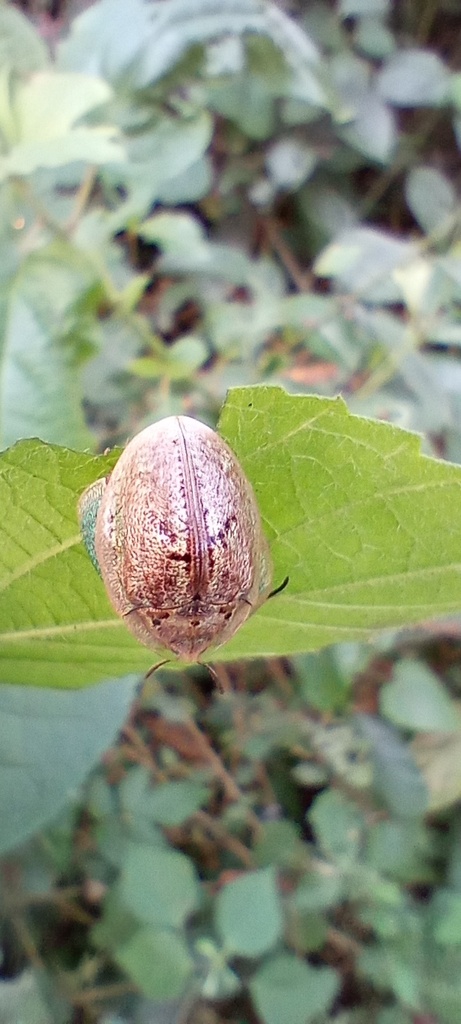 Wild Olive Tortoise Beetle from Fortín, Ver., México on April 14, 2024 ...