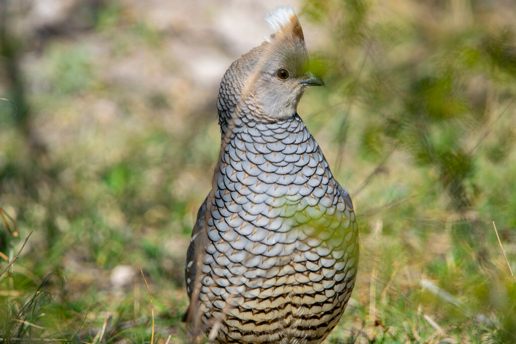 Scaled Quail from Saltillo, Coah., México on March 5, 2024 at 10:46 AM ...