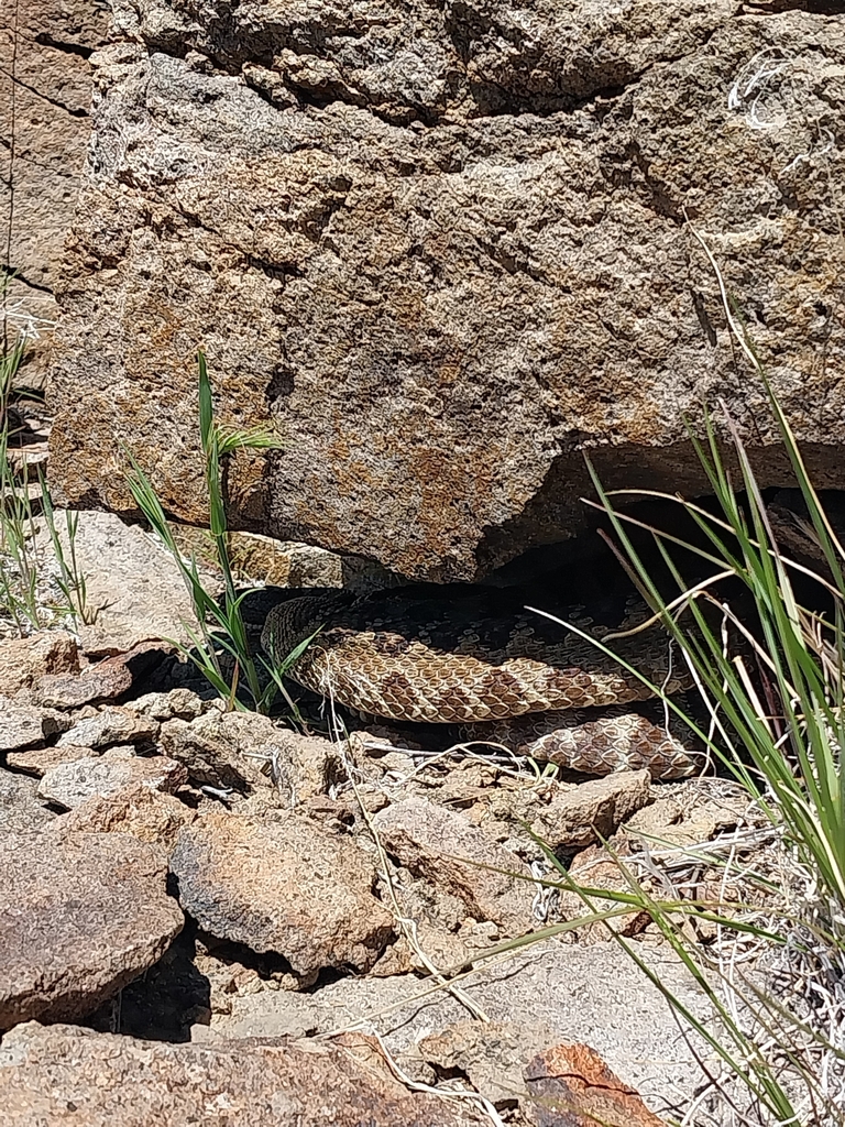 Great Basin Rattlesnake from Reno, NV 89510, USA on April 18, 2024 at ...