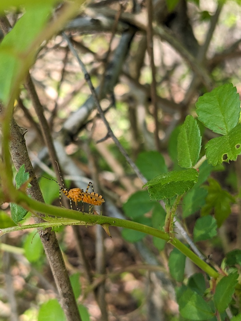 Orange Assassin Bug from Marshy Point Nature Center on April 23, 2024 ...