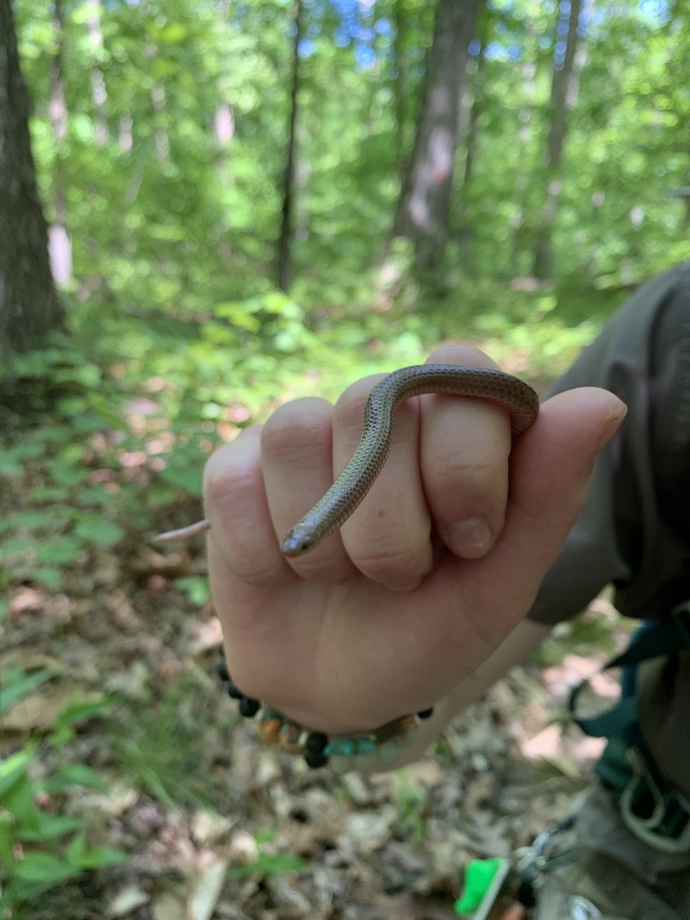 Eastern Worm Snake from Elliott Trail, Mansfield, GA, US on April 23 ...