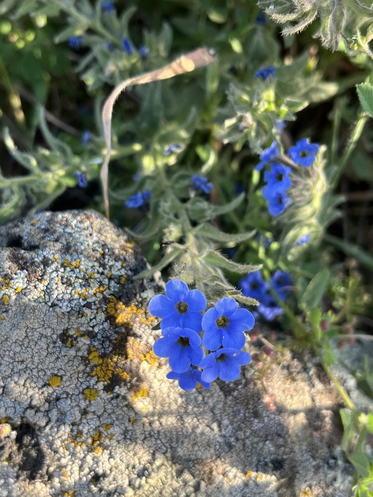 Dyer's Alkanet from Almagro, Ciudad Real, ES on April 23, 2024 at 07:53 ...