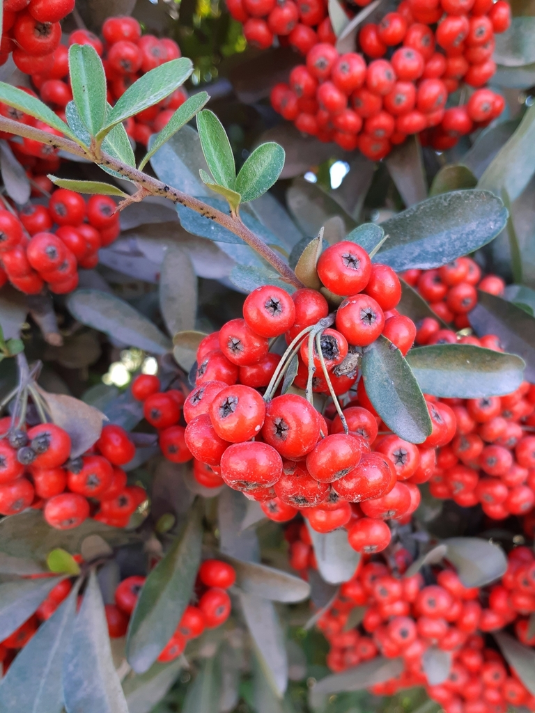 Firethorn (Introduced Species of Uplands Park, Oak Bay, BC) · iNaturalist
