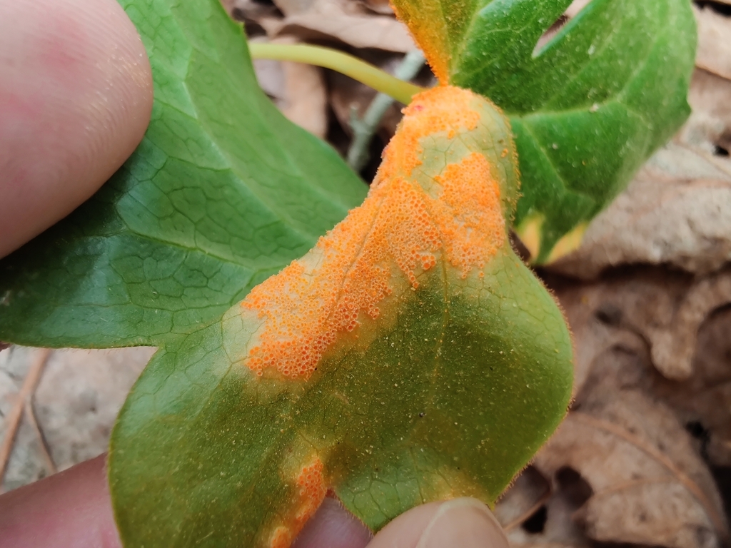 Mayapple Rust in April 2024 by Charlie A.. I think the orange stuff is ...