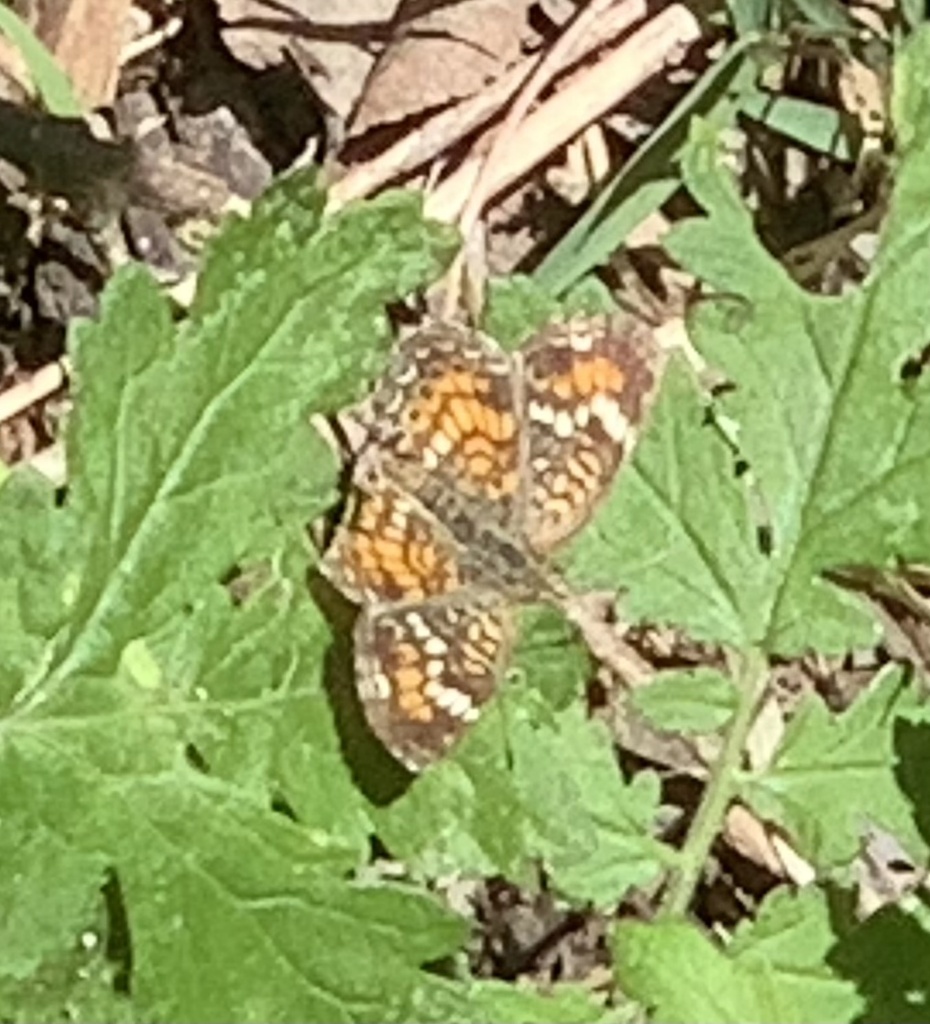 Phaon Crescent from Stream Crossing, Cibolo, TX, US on April 22, 2024 ...
