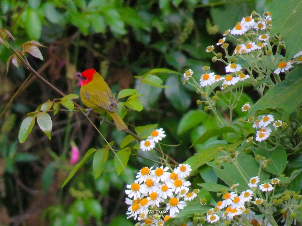 Red-headed Tanager from Casimiro Castillo, Jal., MX on April 13, 2024 ...