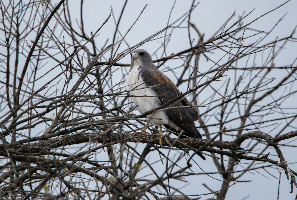 White-tailed Hawk from Saltillo, Coah., México on February 29, 2024 at ...