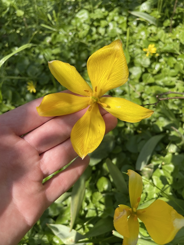 Wild Tulip from Evansburg State Park, Collegeville, PA, US on April 23 ...